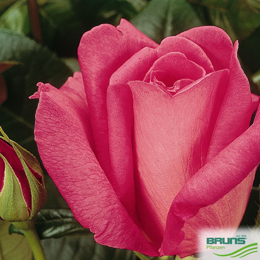 Edelrose 'Lady Like' (R) von Bruns Pflanzen