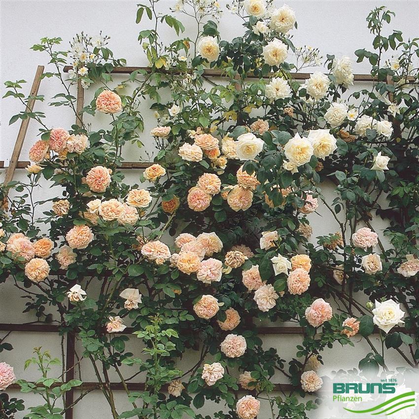 Kletterrose 'Alchymist' von Bruns Pflanzen