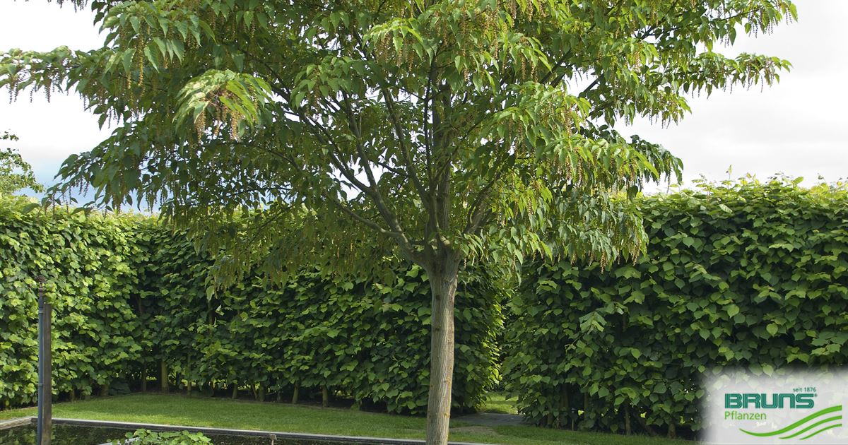 Acer capillipes, Snake-bark maple von Bruns Pflanzen