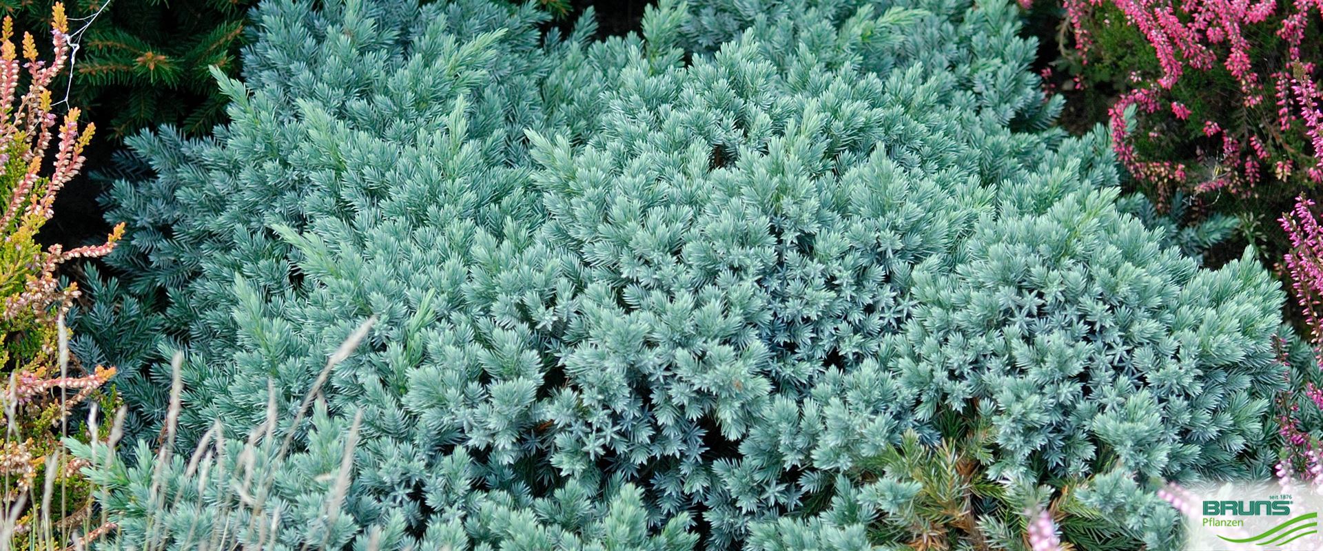 Juniperus squamata 'Blue Star' von Bruns Pflanzen