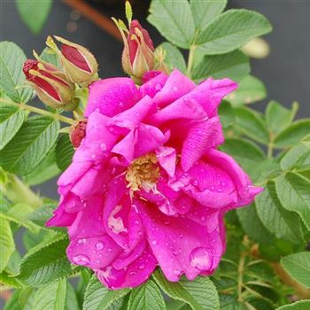 Rosa rugosa 'Rotes Meer' von Bruns Pflanzen