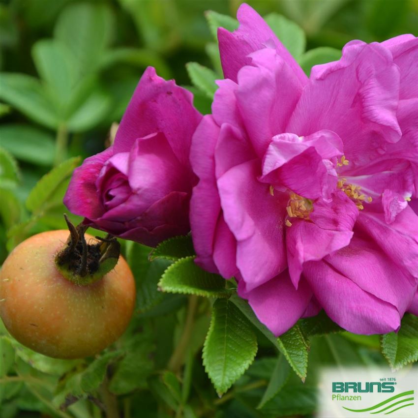 Rosa rugosa 'Rotes Meer' von Bruns Pflanzen