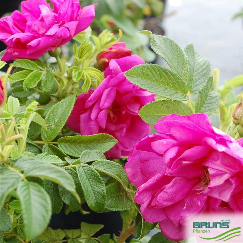 Rosa rugosa 'Rotes Meer' von Bruns Pflanzen