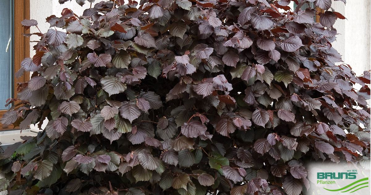 Corylus maxima 'Purpurea', Purple-leafed filbert von Bruns Pflanzen