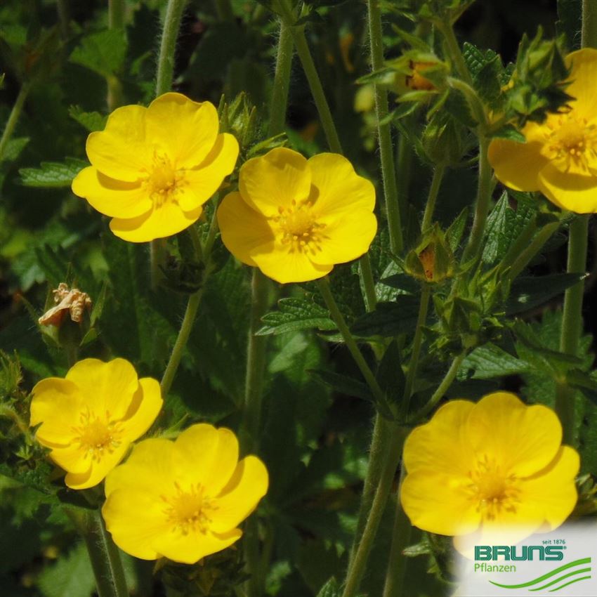 Potentilla recta 'Warrenii' von Bruns Pflanzen