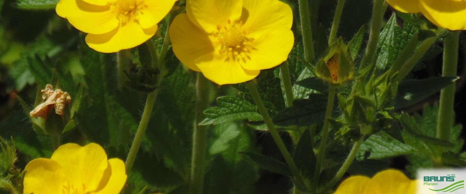 Potentilla recta 'Warrenii' von Bruns Pflanzen