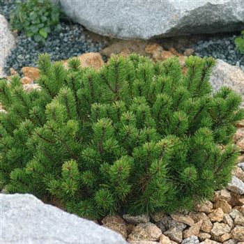 Pinus mugo 'Pumilio' von Bruns Pflanzen