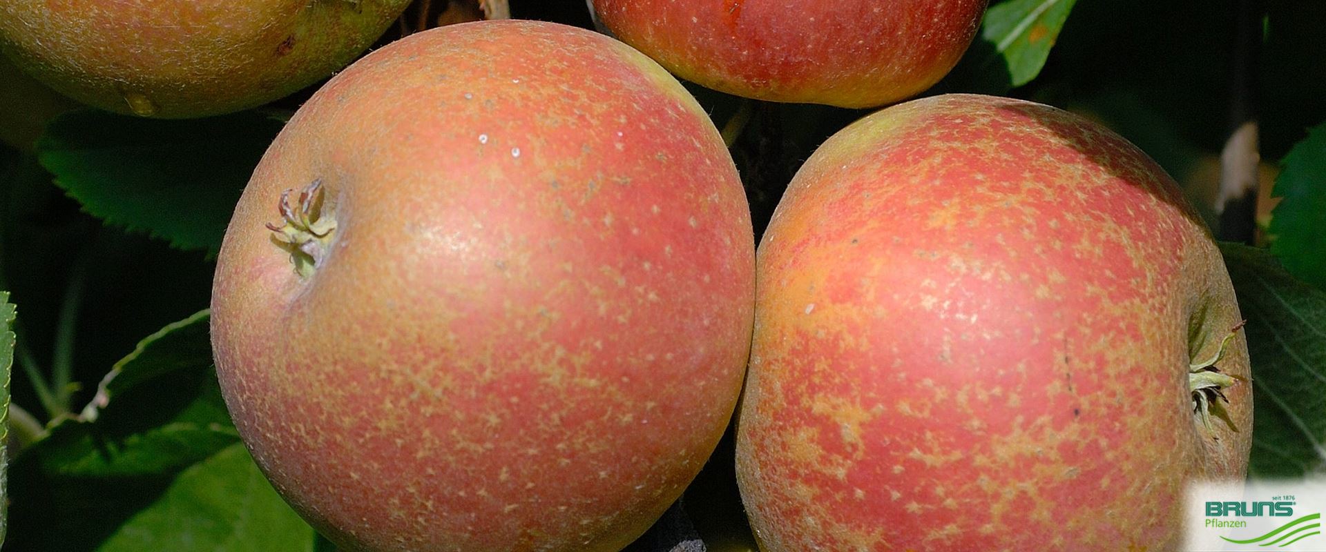 Malus domestica 'Roter Boskoop' von Bruns Pflanzen