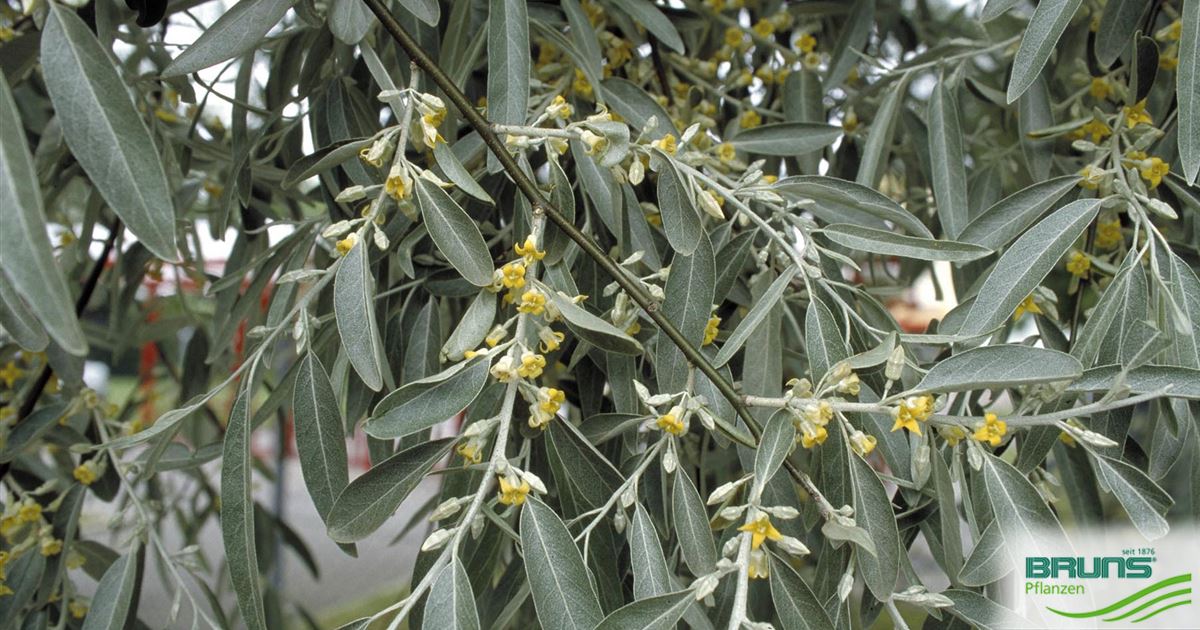 Elaeagnus angustifolia, Oleaster, Russian olive von Bruns Pflanzen
