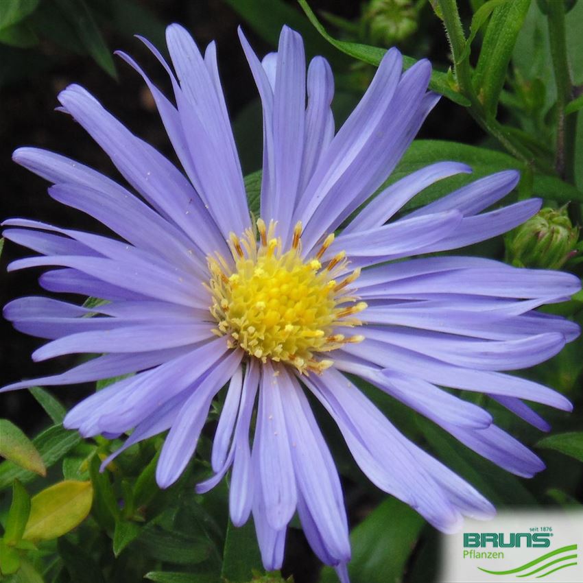 Aster dumosus 'Mittelmeer' von Bruns Pflanzen