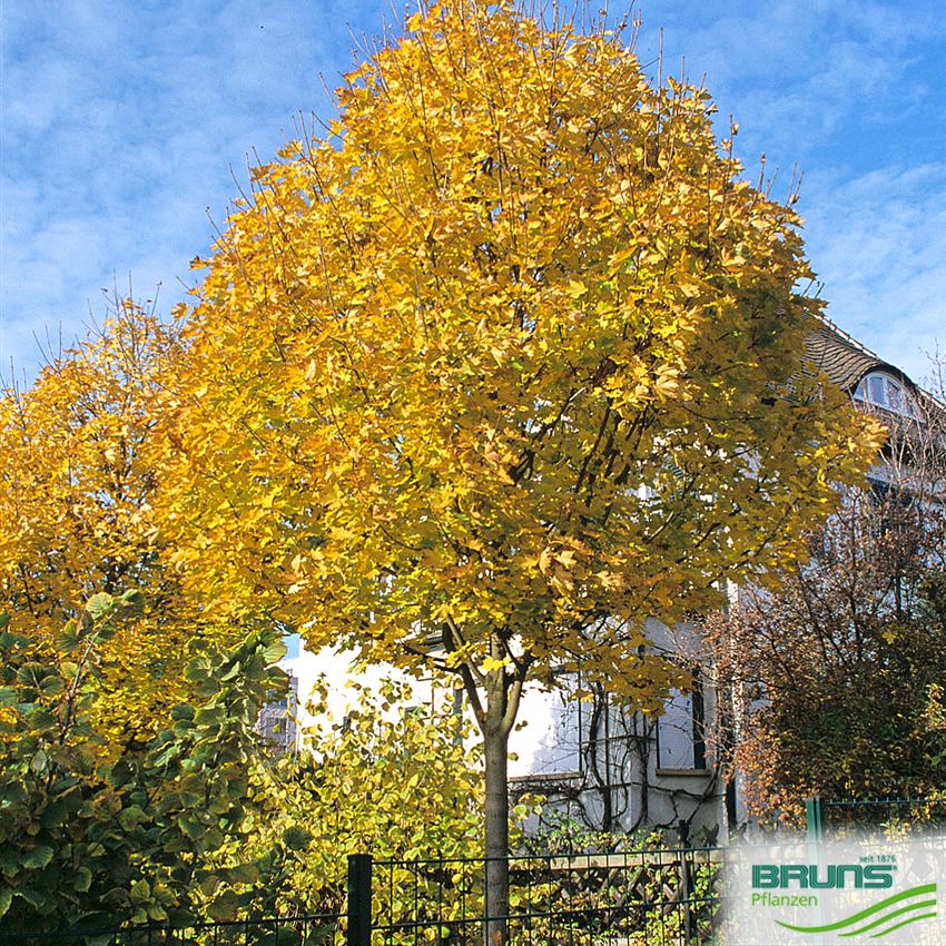 Acer platanoides 'Cleveland' von Bruns Pflanzen