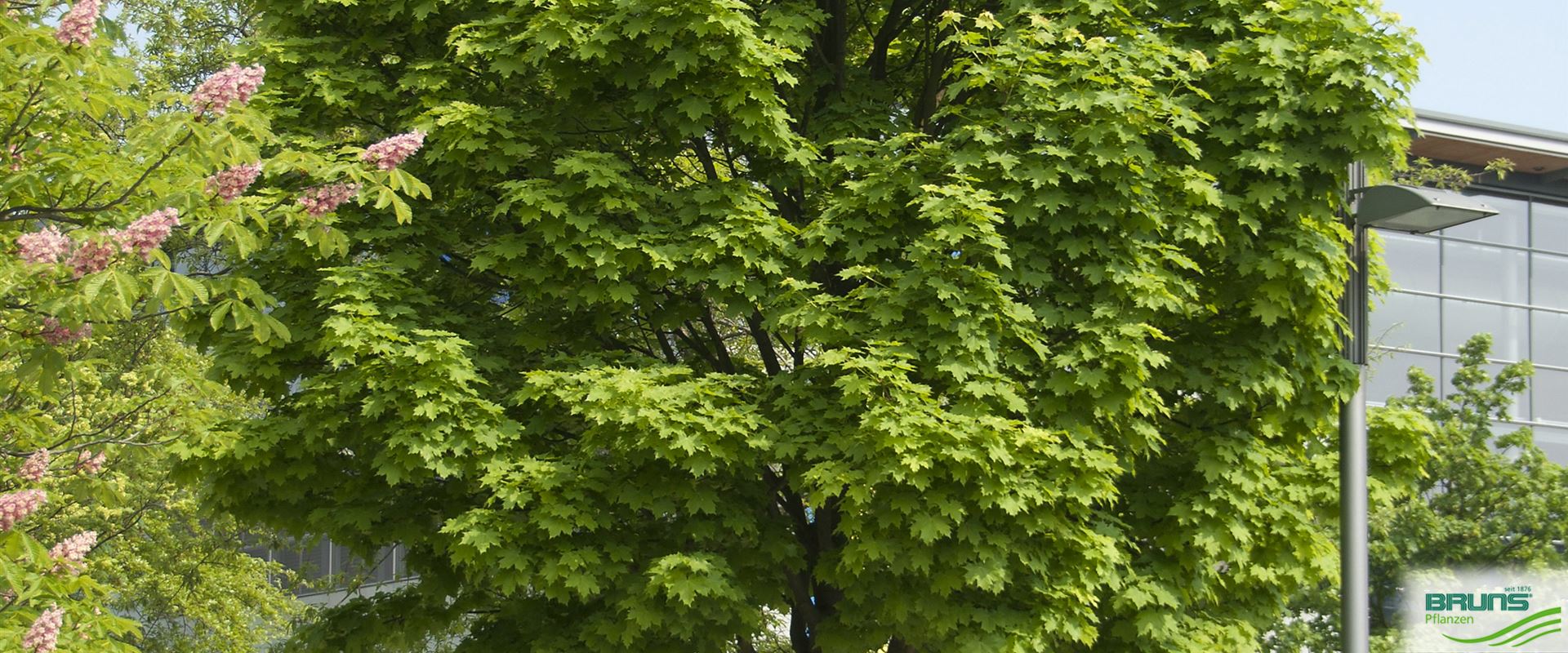 Acer platanoides 'Cleveland' von Bruns Pflanzen