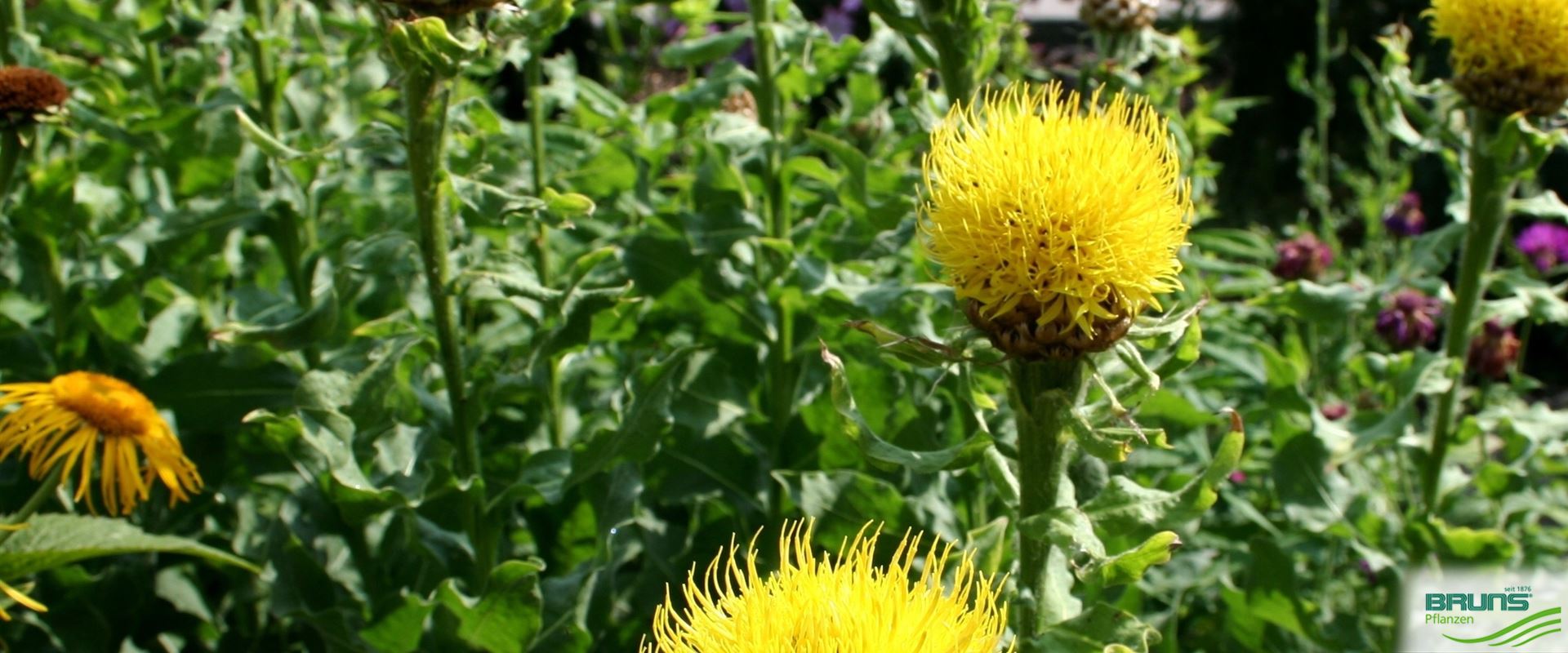 Centaurea macrocephala, Great Golden Knapweed von Bruns Pflanzen