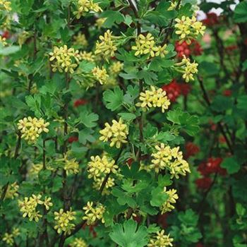 Ribes aureum von Bruns Pflanzen