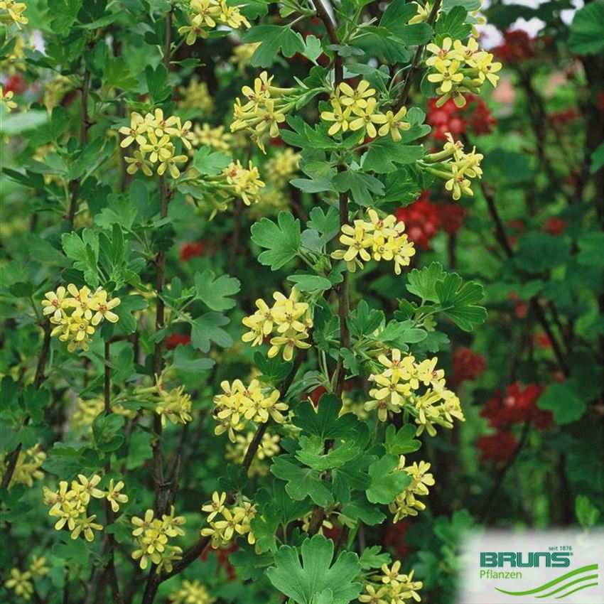 Ribes aureum von Bruns Pflanzen