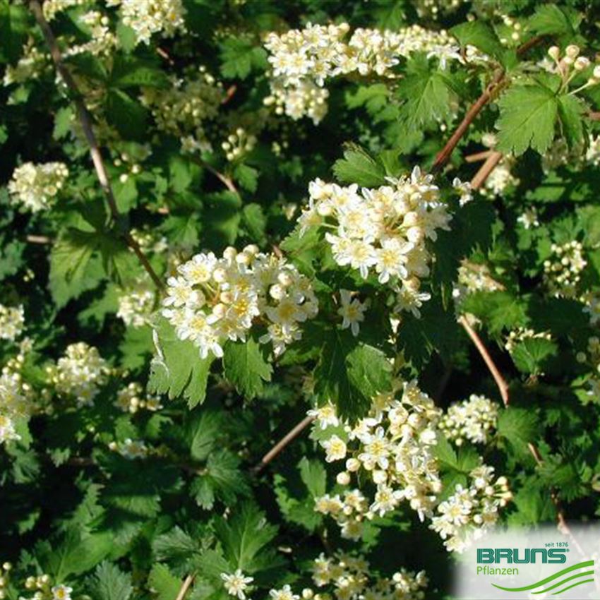 Stephanandra incisa, Kranzspiere von Bruns Pflanzen