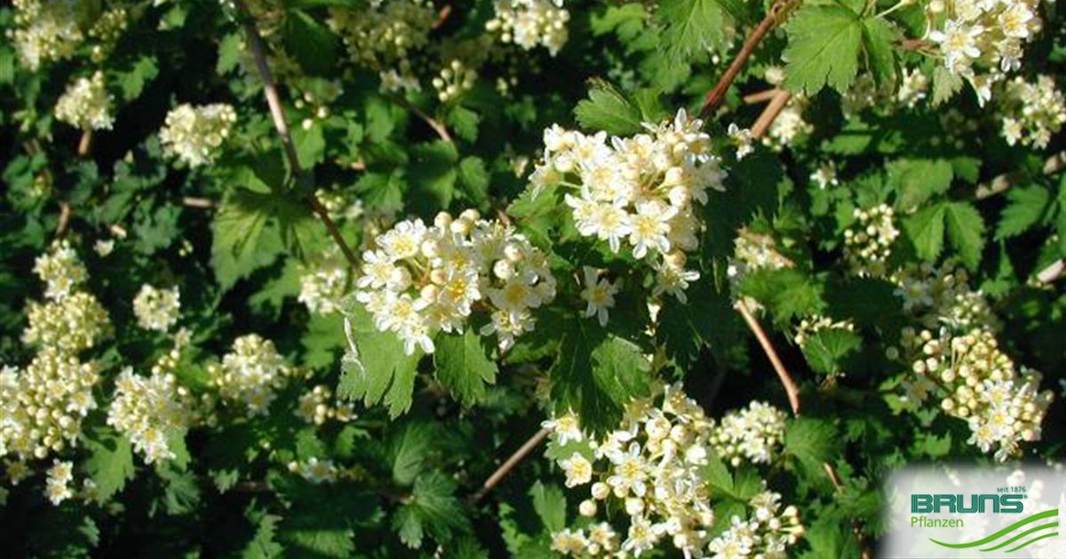 Stephanandra incisa, Kranzspiere von Bruns Pflanzen