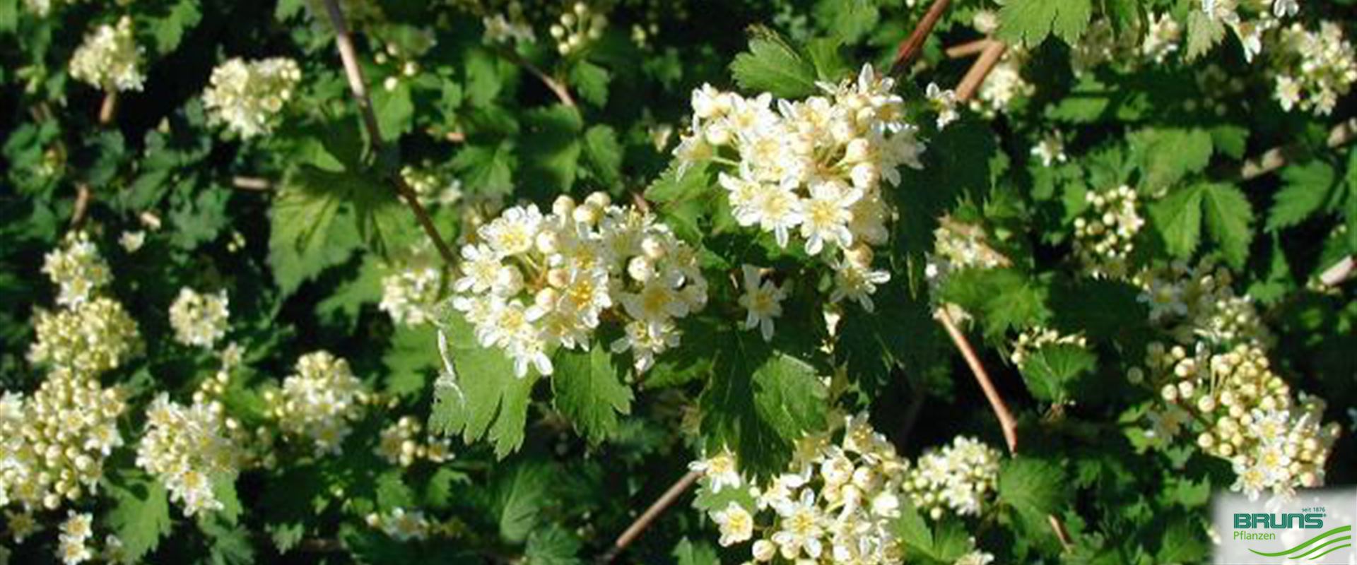 Stephanandra incisa von Bruns Pflanzen