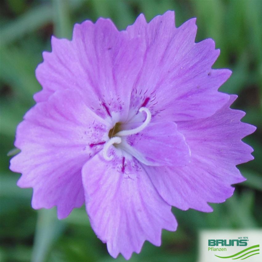 Dianthus gratianopolitanus 'Eydangeri' von Bruns Pflanzen