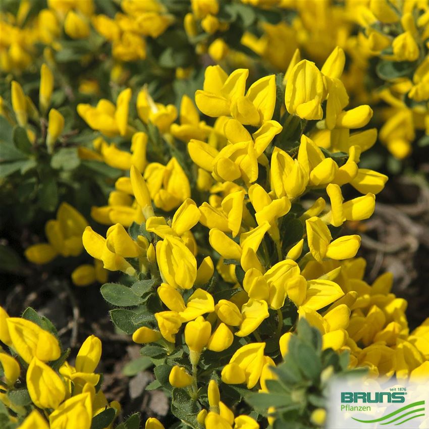Cytisus decumbens, Prostrate broom von Bruns Pflanzen
