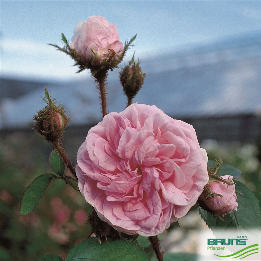 Parkrose muscosa von Bruns Pflanzen