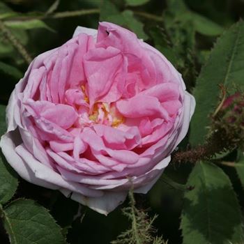 Parkrose muscosa von Bruns Pflanzen