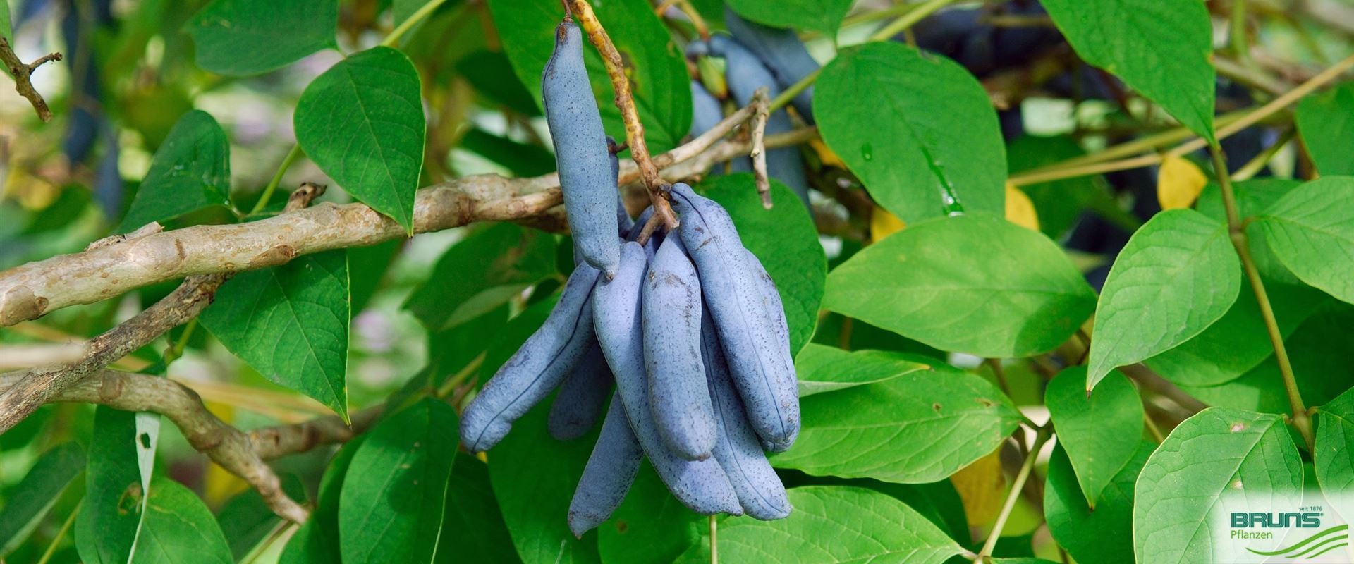 Decaisnea fargesii, blue sausage fruit von Bruns Pflanzen