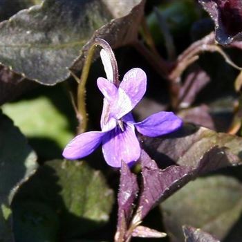 Viola labradorica von Bruns Pflanzen