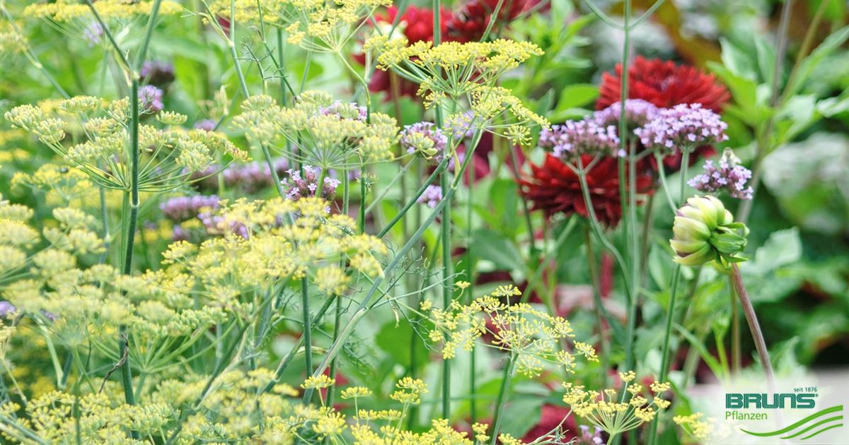 Foeniculum vulgare 'Atropurpureum', Ornamental Fennel von Bruns Pflanzen