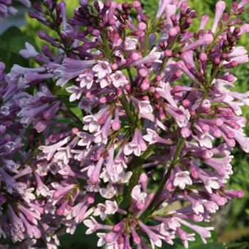 Syringa prestoniae 'Royalty' von Bruns Pflanzen