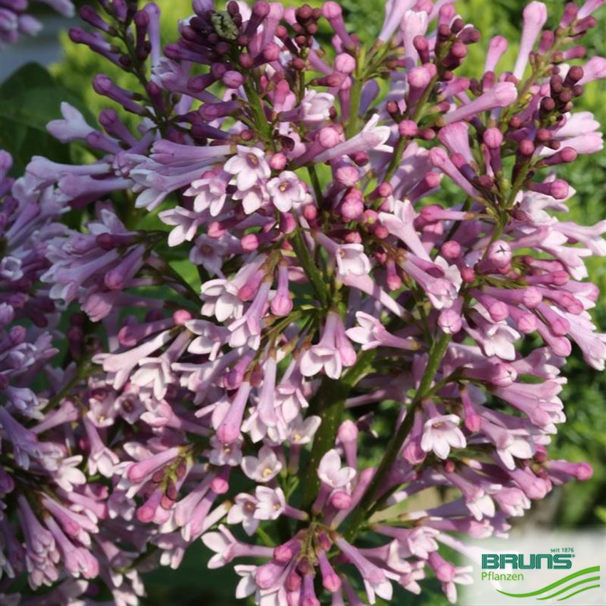 Syringa prestoniae 'Royalty' von Bruns Pflanzen