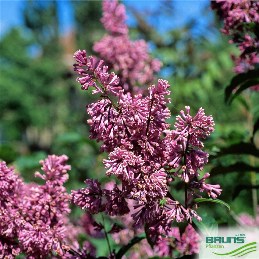 Syringa prestoniae 'Royalty' von Bruns Pflanzen