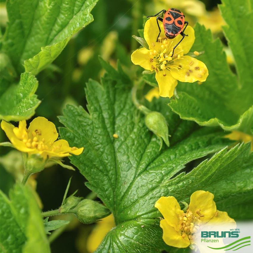 Waldsteinia geoides von Bruns Pflanzen