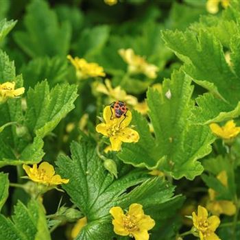 Waldsteinia geoides von Bruns Pflanzen