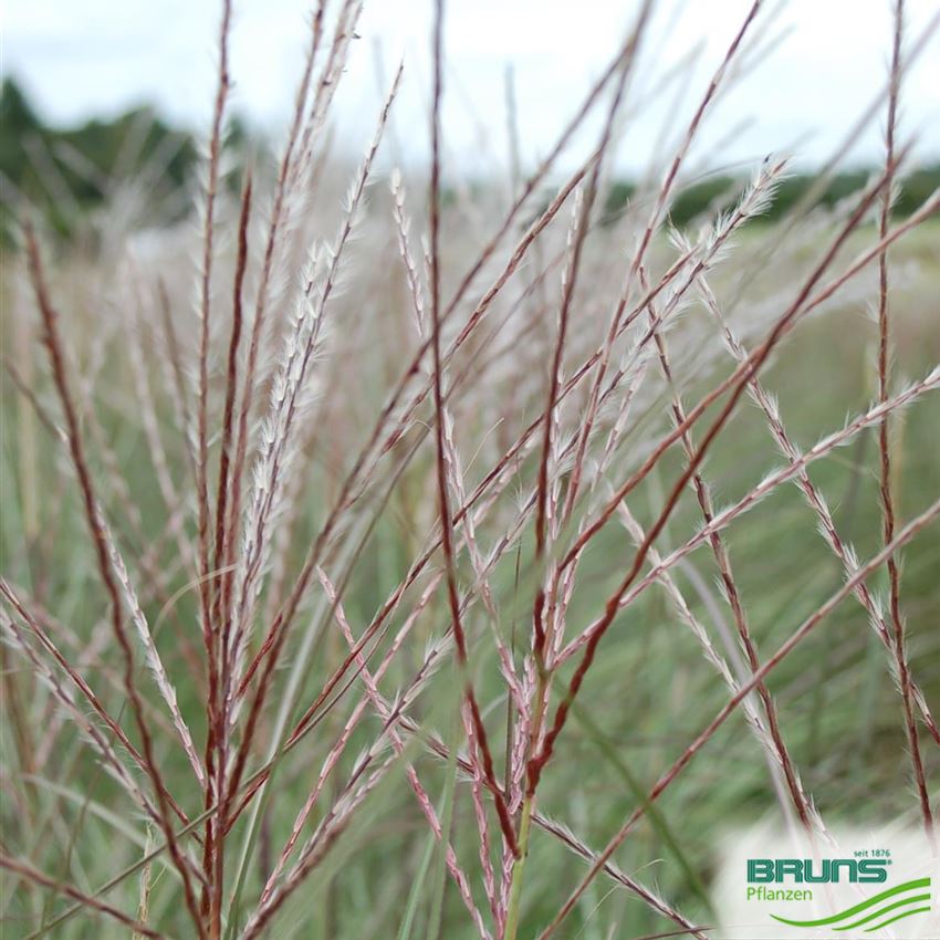 Miscanthus sinensis 'Kleine Silberspinne' von Bruns Pflanzen