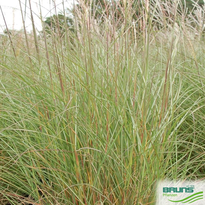 Miscanthus sinensis 'Kleine Silberspinne' von Bruns Pflanzen