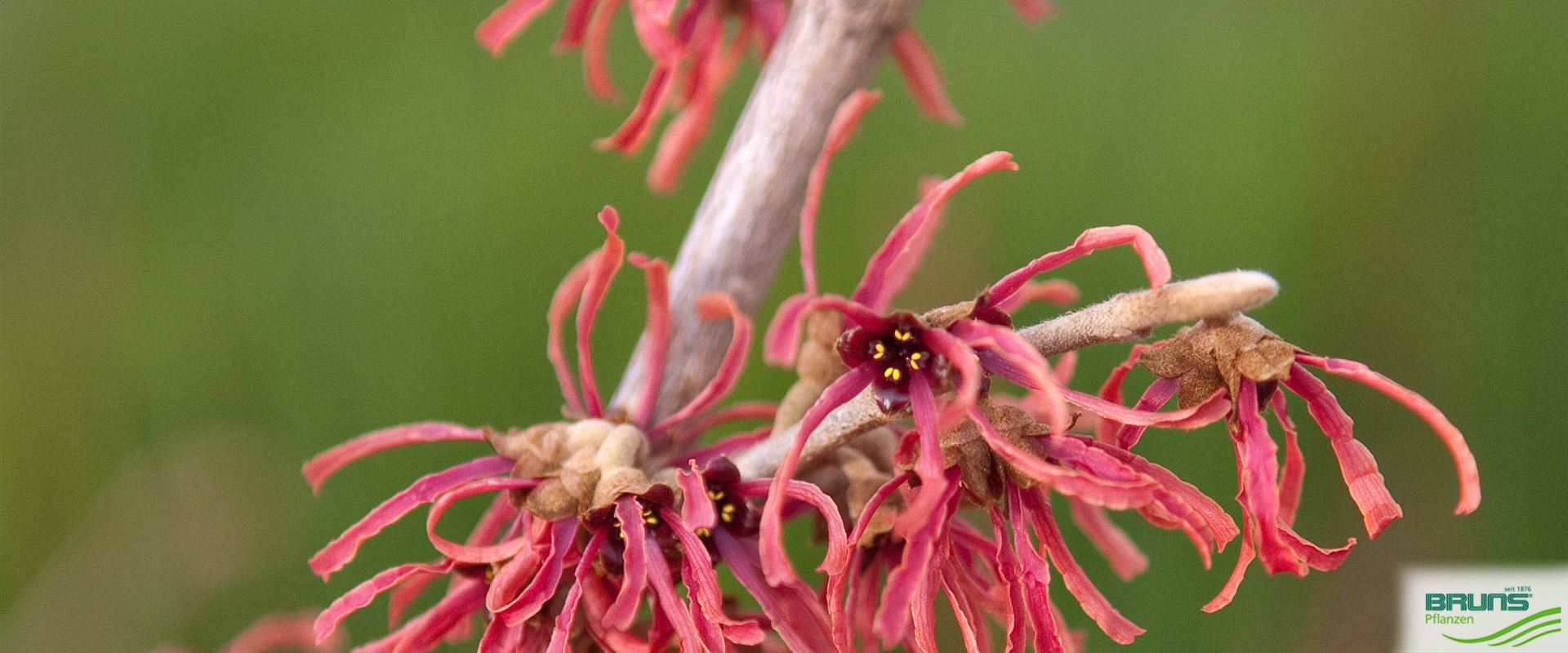 Hamamelis intermedia 'Ruby Glow' von Bruns Pflanzen