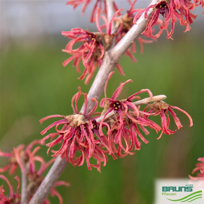Hamamelis intermedia 'Ruby Glow' von Bruns Pflanzen