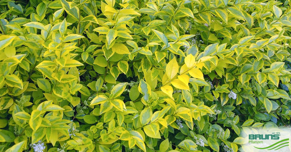 Ligustrum ovalifolium 'Aureum', Gold-Liguster von Bruns Pflanzen