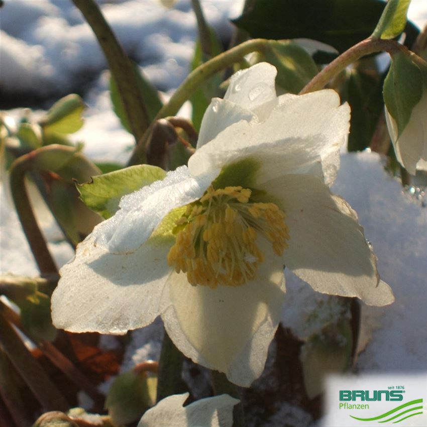 Helleborus niger, Christrose von Bruns Pflanzen