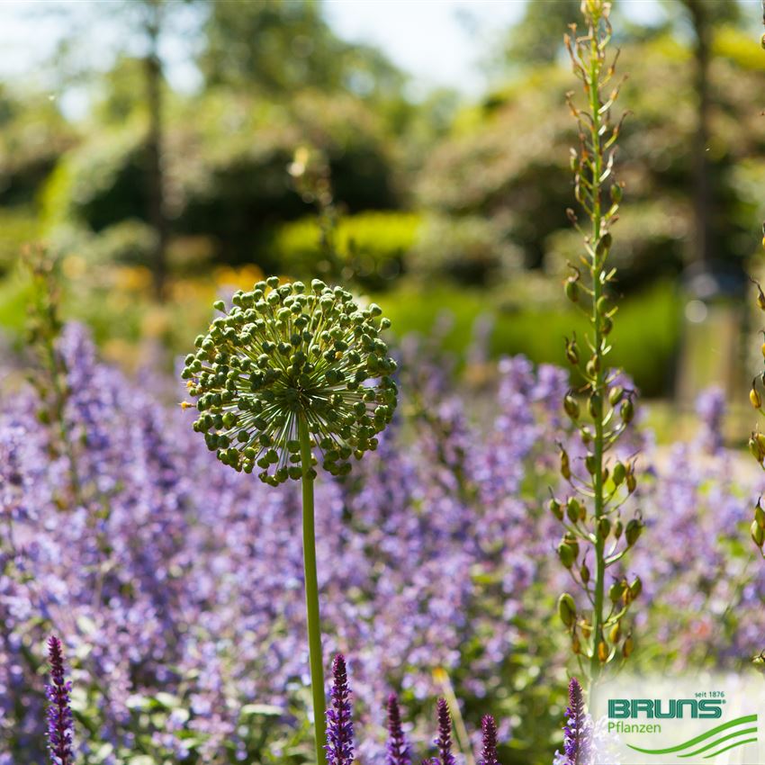 Allium aflatunense, Iran-Lauch von Bruns Pflanzen