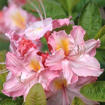 Azalea Knap-Hill 'Cecile' von Bruns Pflanzen