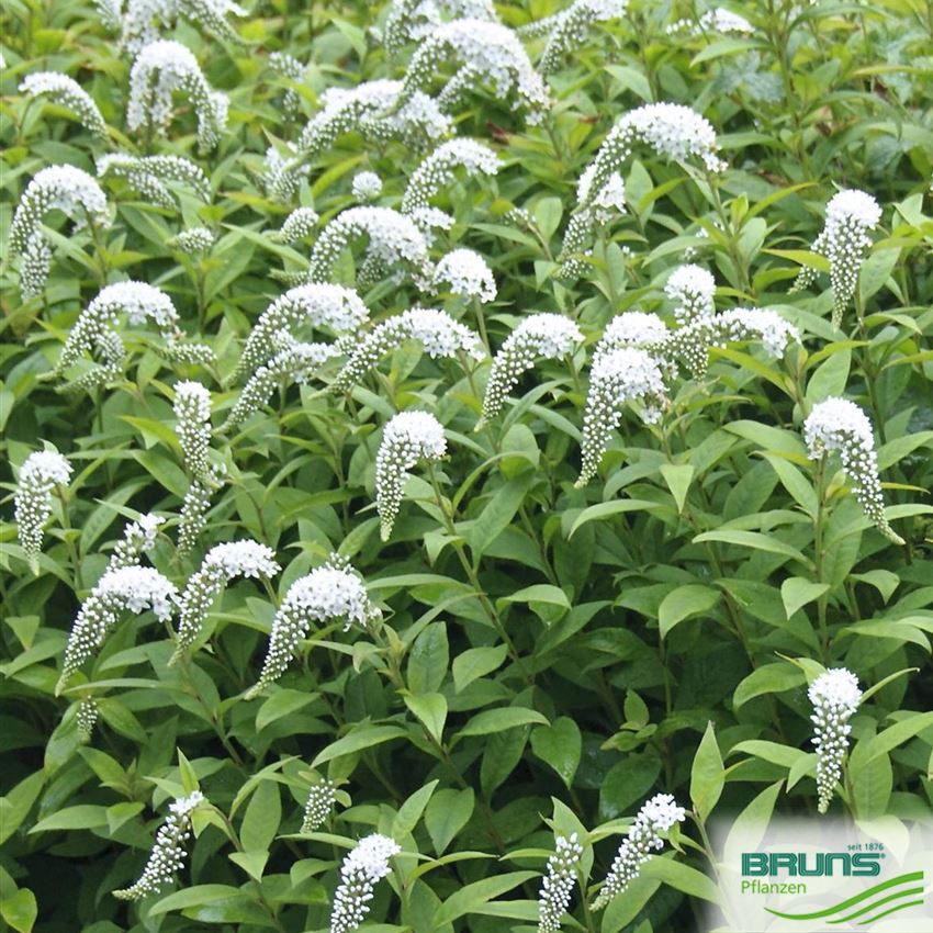 Lysimachia clethroides von Bruns Pflanzen