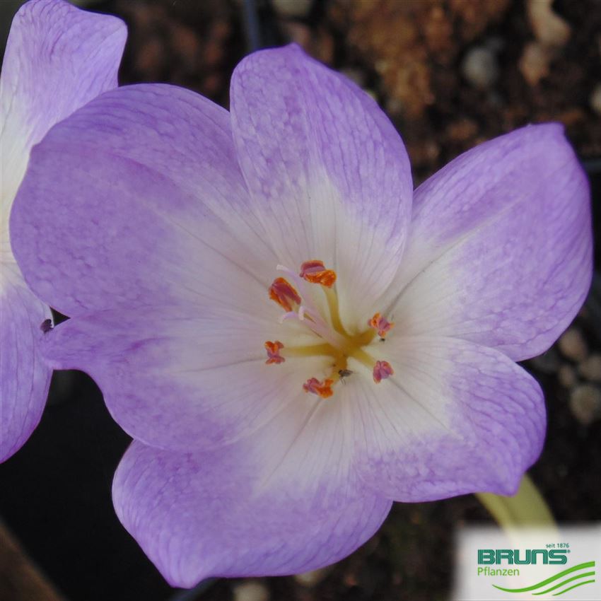 Colchicum 'Lilac Wonder' von Bruns Pflanzen