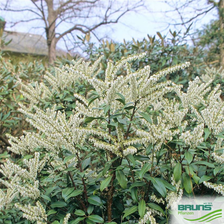 Pieris floribunda, Vielblütige Lavendelheide, Amerikanische ...