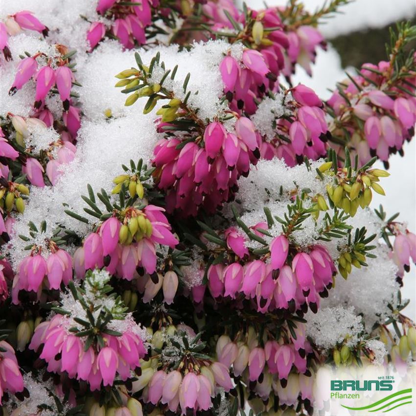 Erica carnea 'Winterfreude' (R) von Bruns Pflanzen