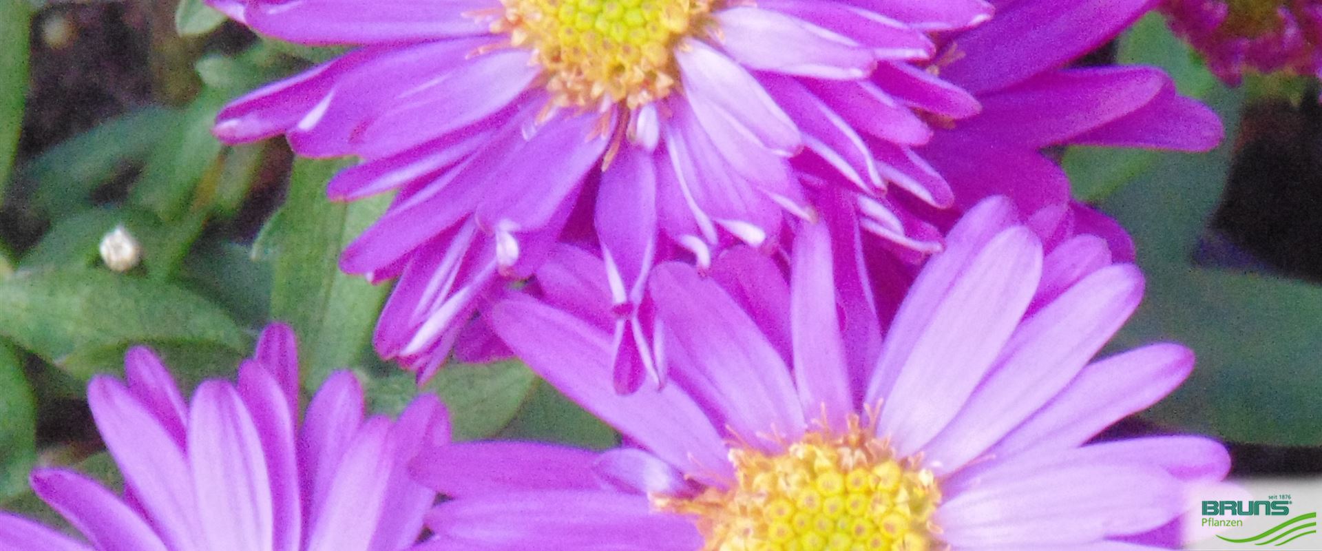 Aster dumosus 'Starlight' von Bruns Pflanzen