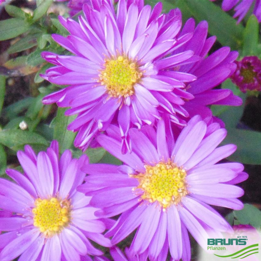 Aster dumosus 'Starlight' von Bruns Pflanzen