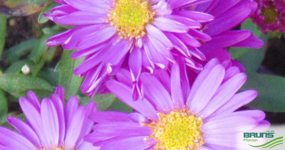 Aster dumosus 'Starlight' von Bruns Pflanzen