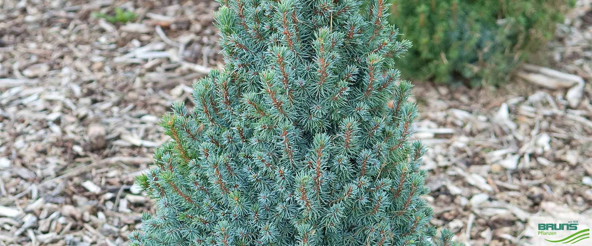 Picea glauca 'Sanders Blue' von Bruns Pflanzen